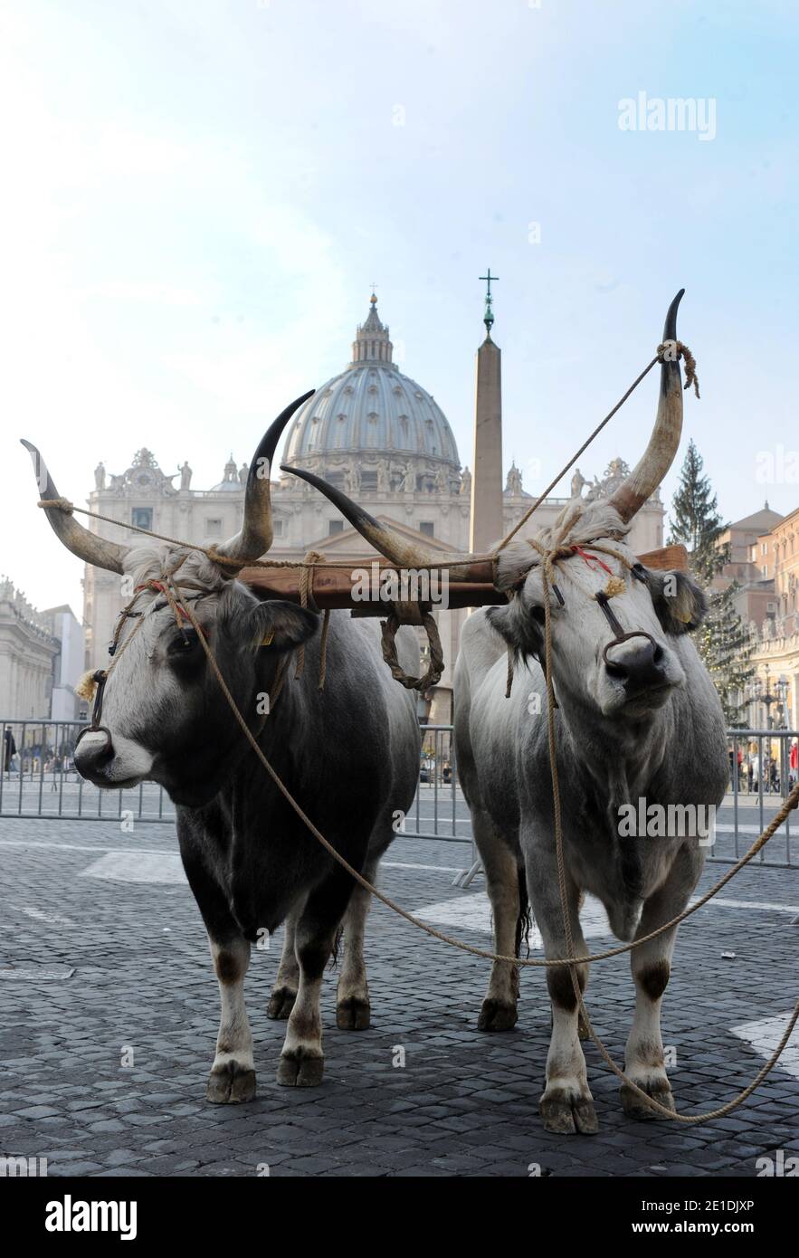 Horses, cows, chickens, pigs, ducks and ships trooped in Saint Peter ...