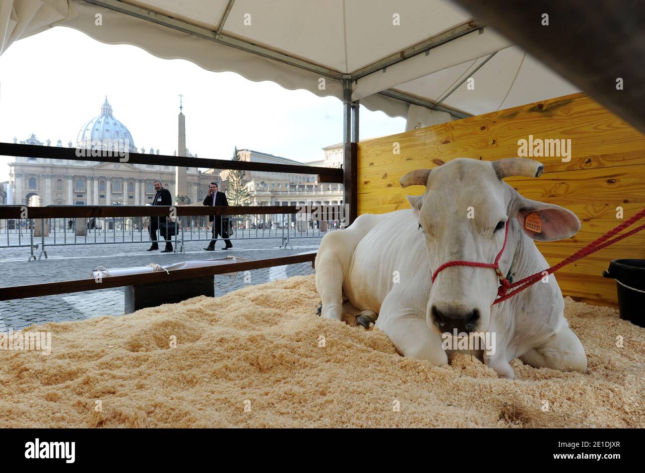 Horses, cows, chickens, pigs, ducks and ships trooped in Saint Peter ...