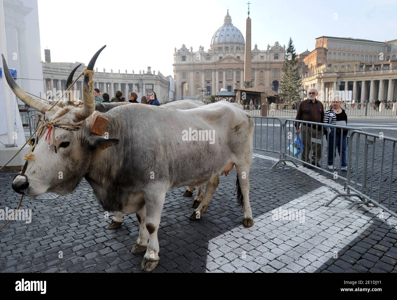 Chickens and pigs hi-res stock photography and images - Alamy