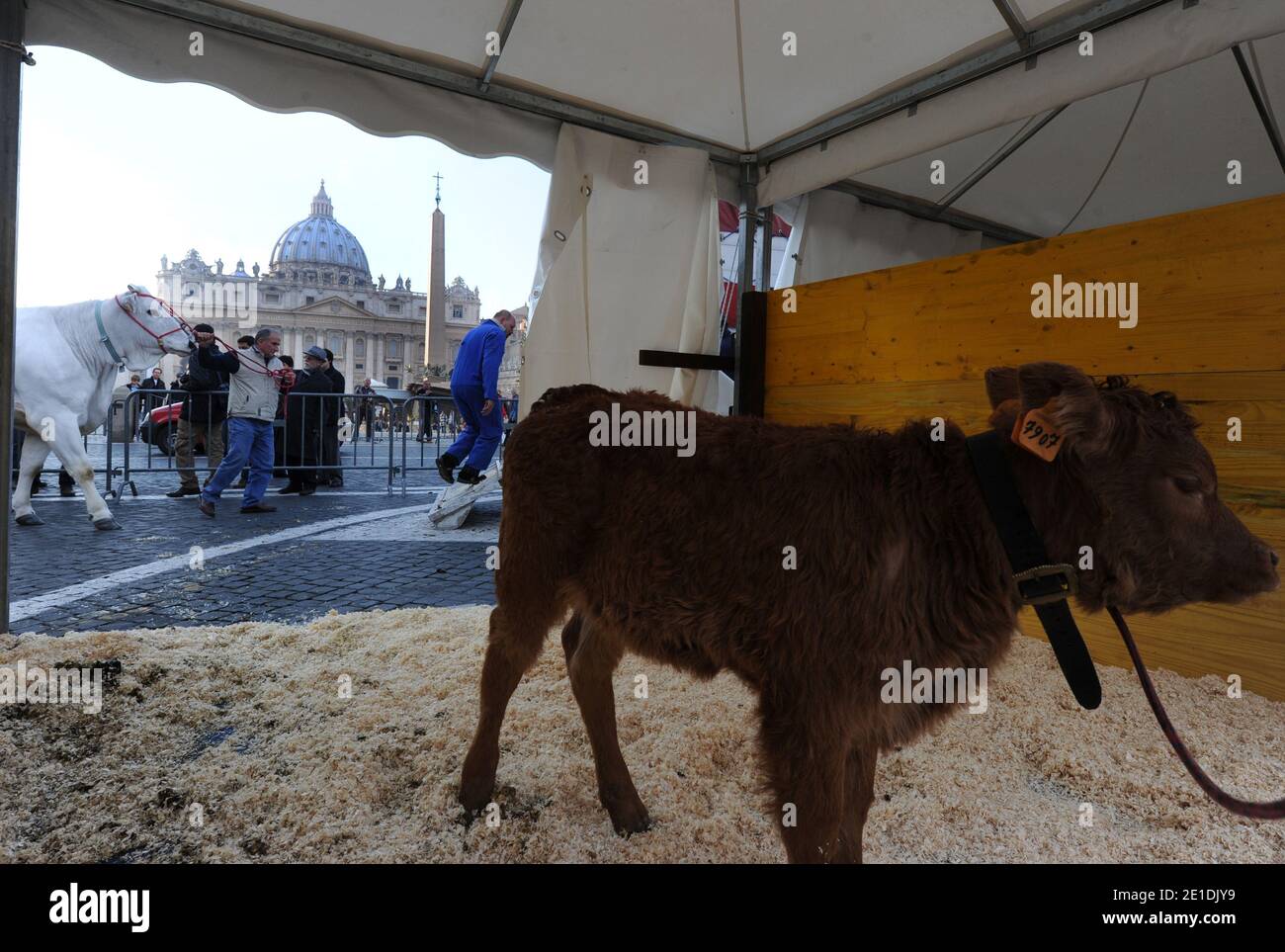 Horses, cows, chickens, pigs, ducks and ships trooped in Saint Peter ...