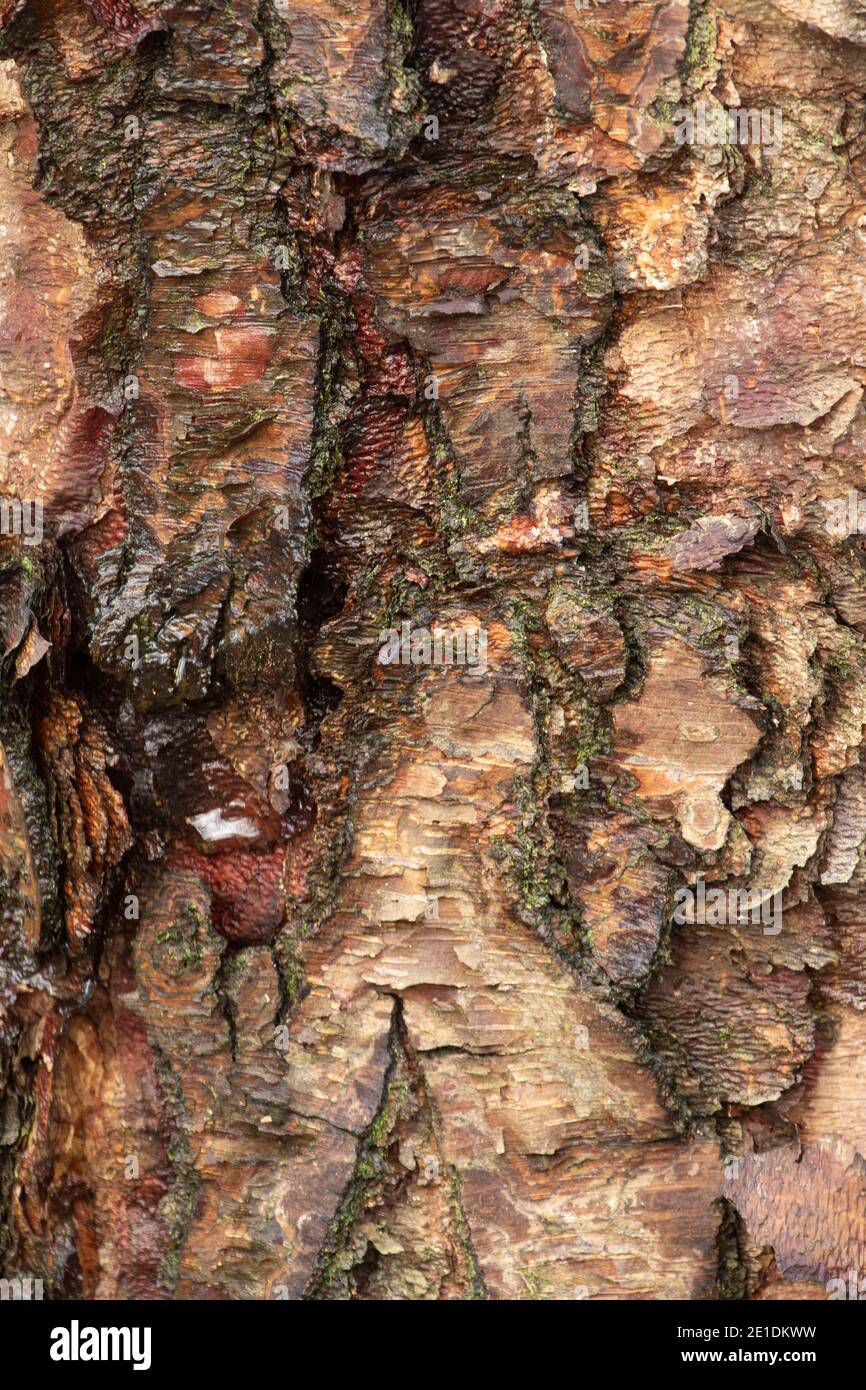 Abstract close-up patterns and textures in nature, simplifying ...