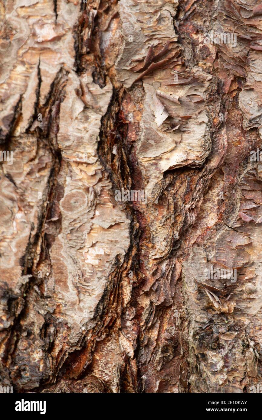 Abstract close-up patterns and textures in nature, simplifying ...