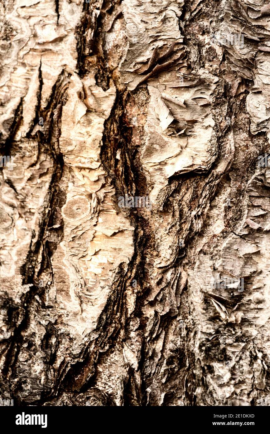 Abstract close-up patterns and textures in nature, simplifying ...