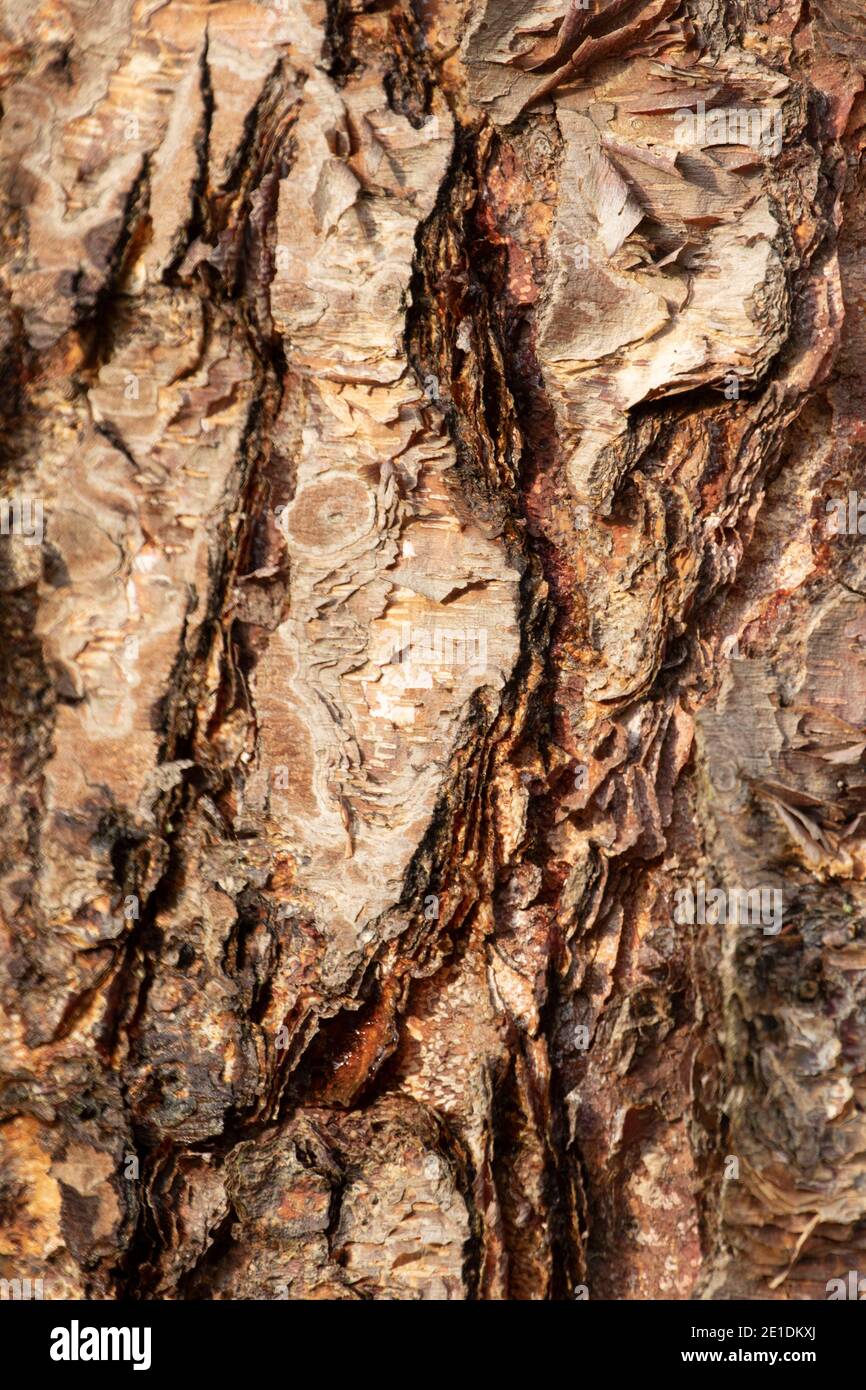Abstract close-up patterns and textures in nature, simplifying ...