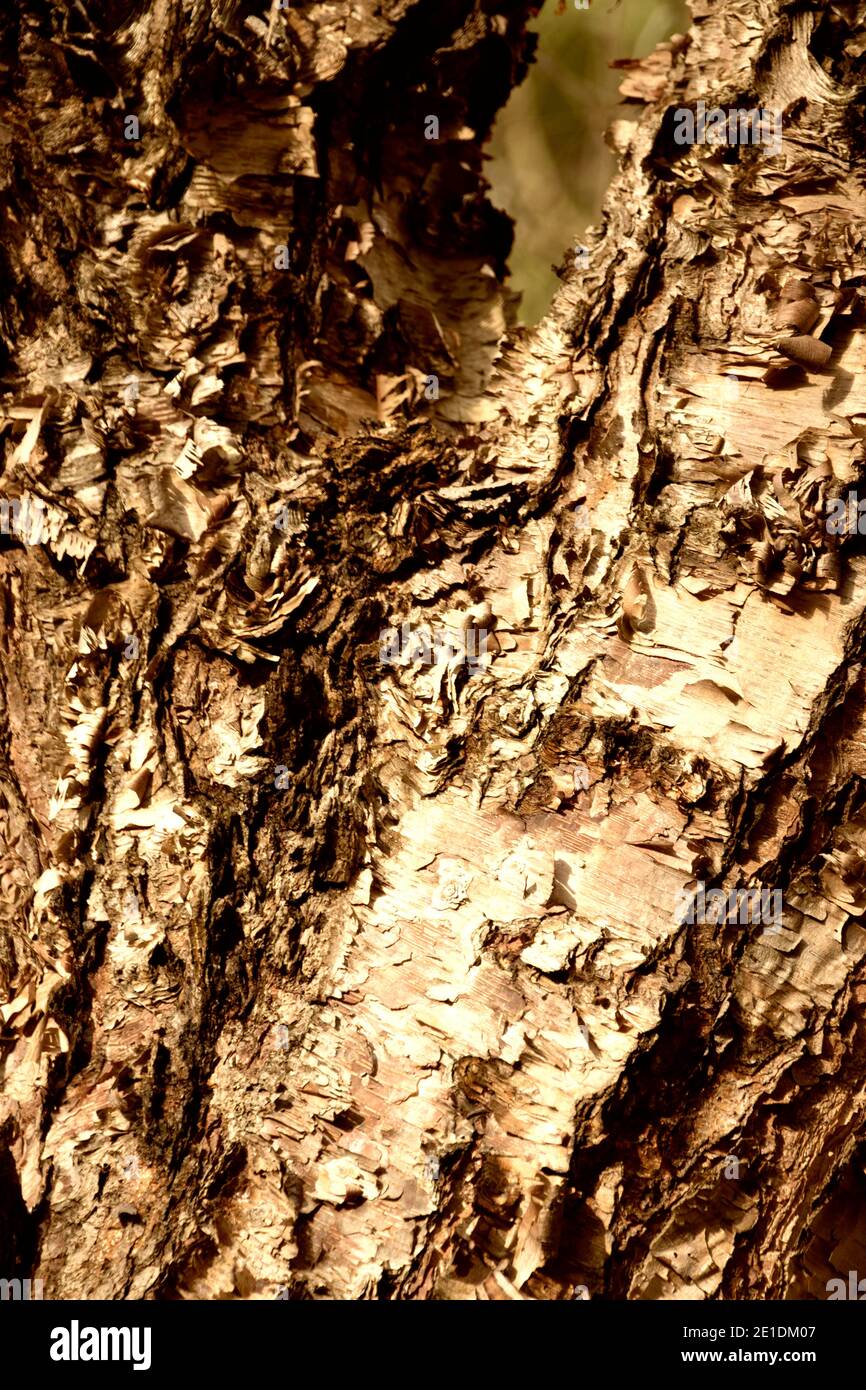 Abstract close-up patterns and textures in nature, simplifying ...