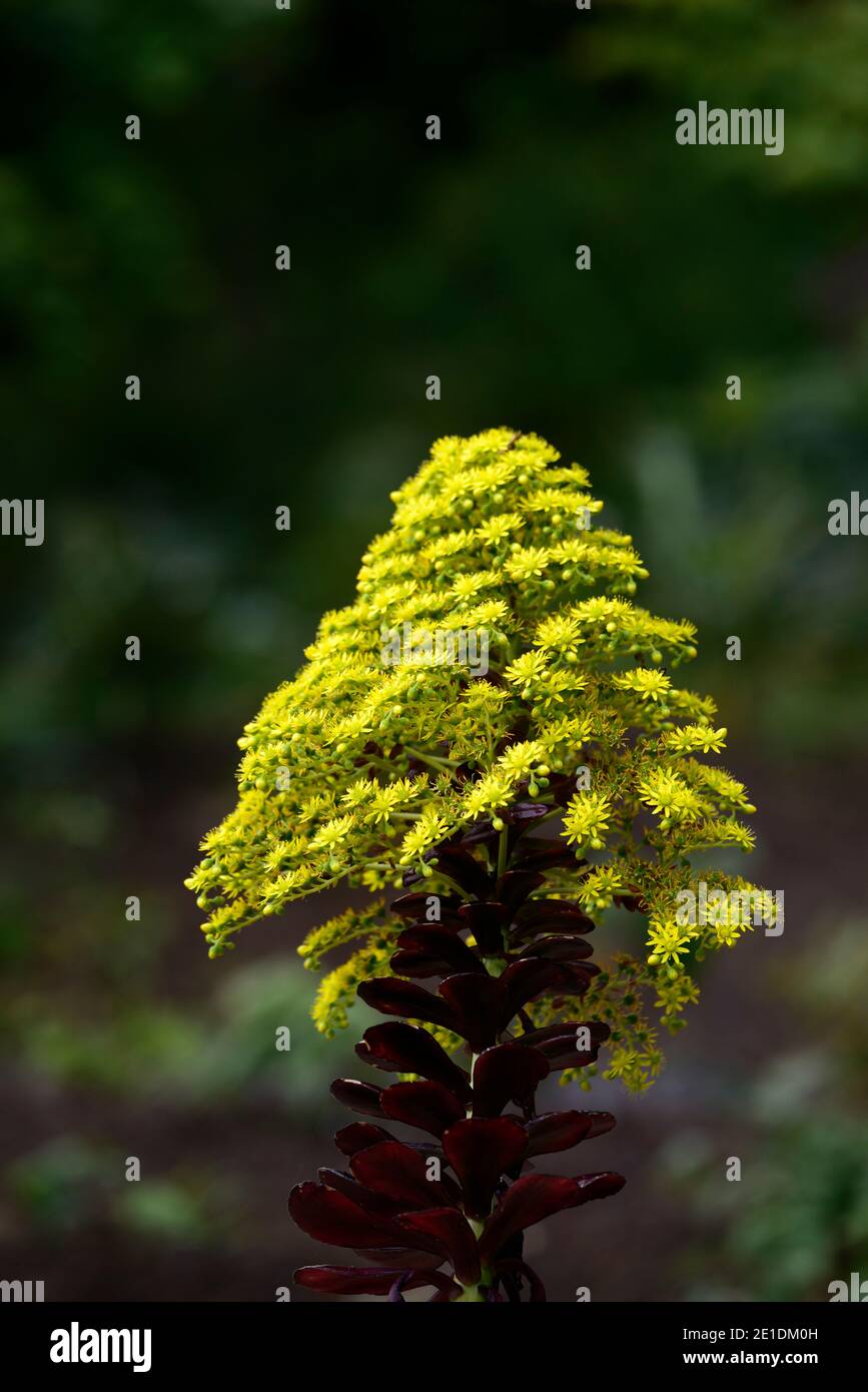 aeonium arboreum yellow flower stalk,yellow flowers,flowering aeonium ...