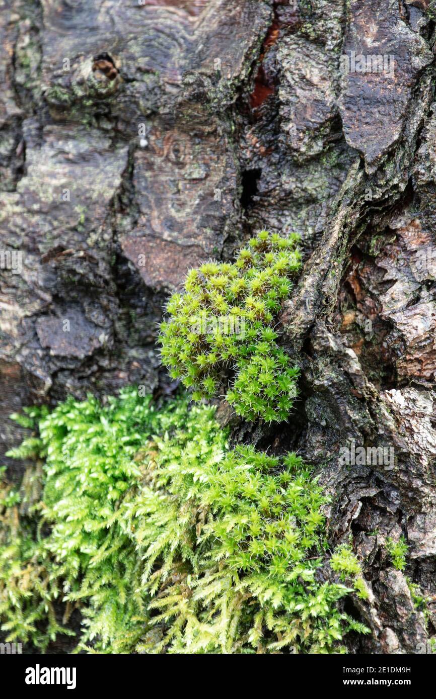 Abstract close-up patterns and textures in nature, simplifying ...