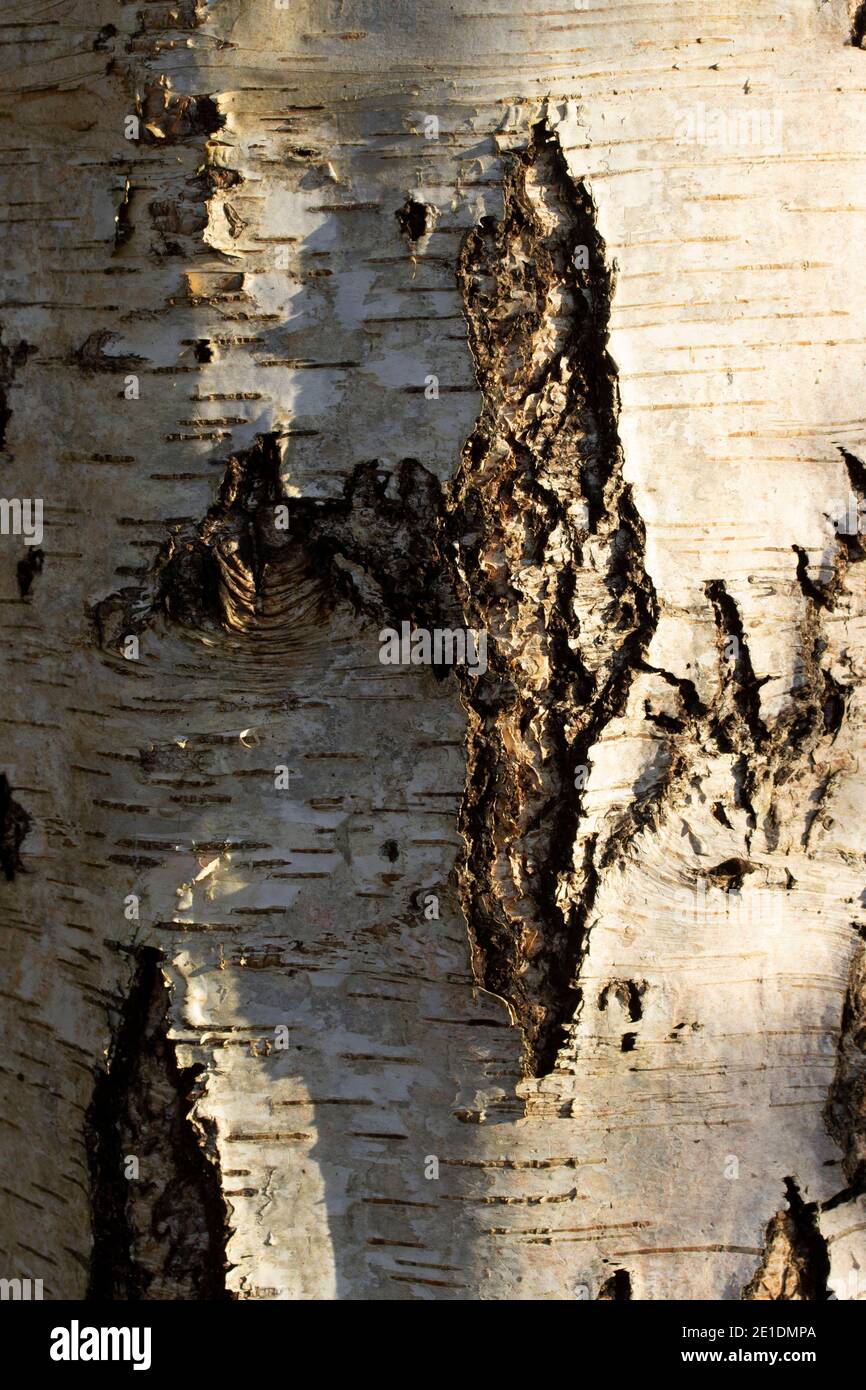 Abstract close-up patterns and textures in nature, simplifying ...