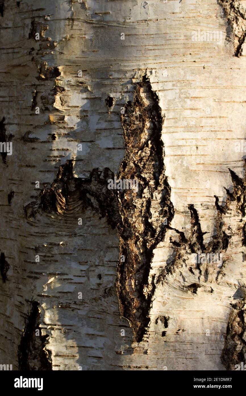 Abstract close-up patterns and textures in nature, simplifying ...