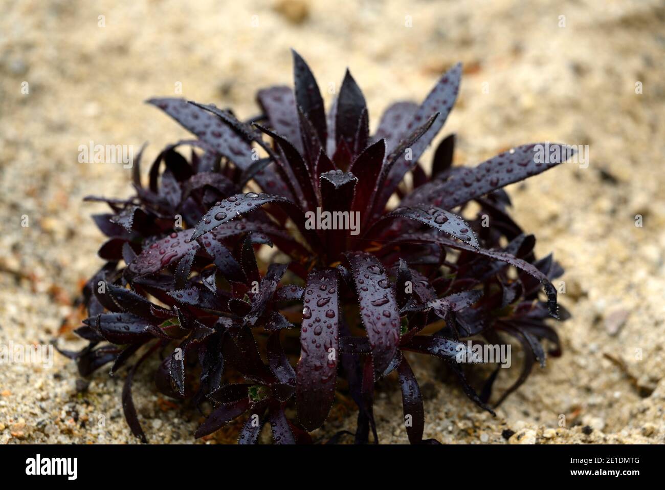 Long slender leaves hi-res stock photography and images - Alamy