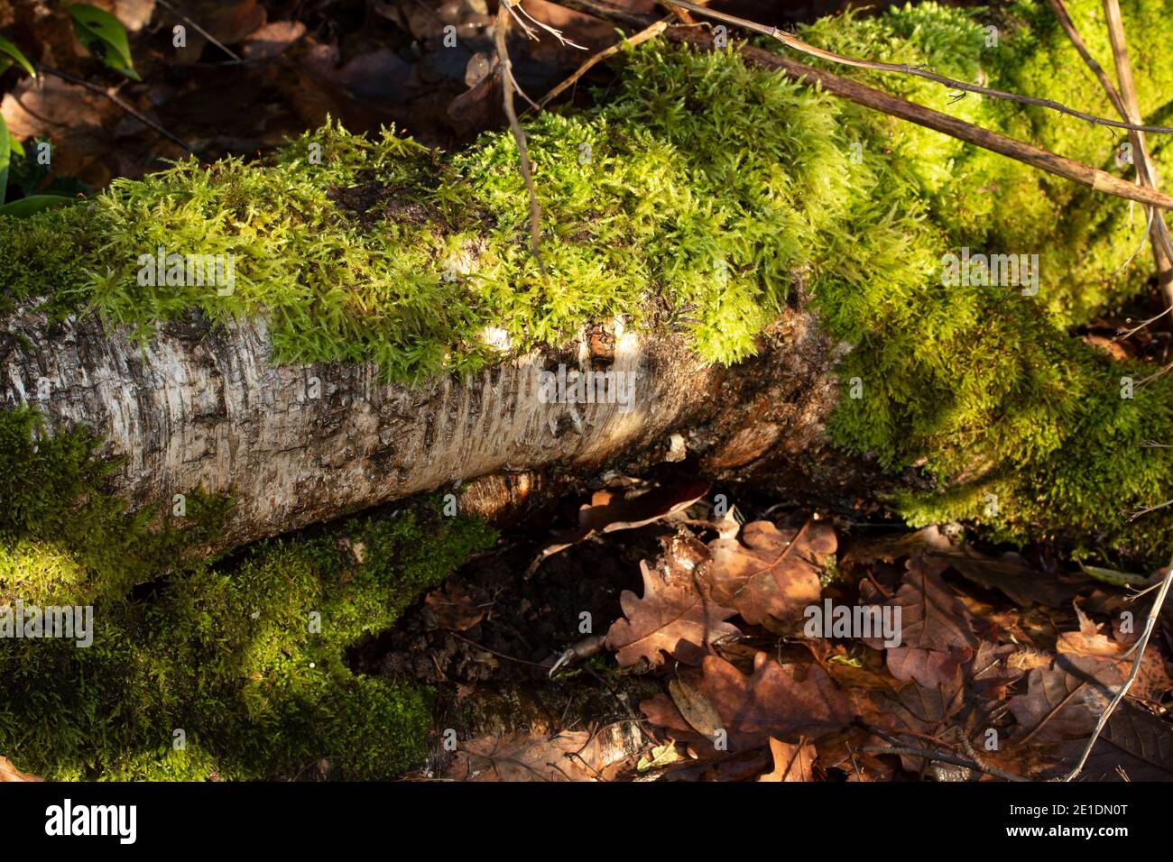 Abstract close-up patterns and textures in nature, simplifying ...