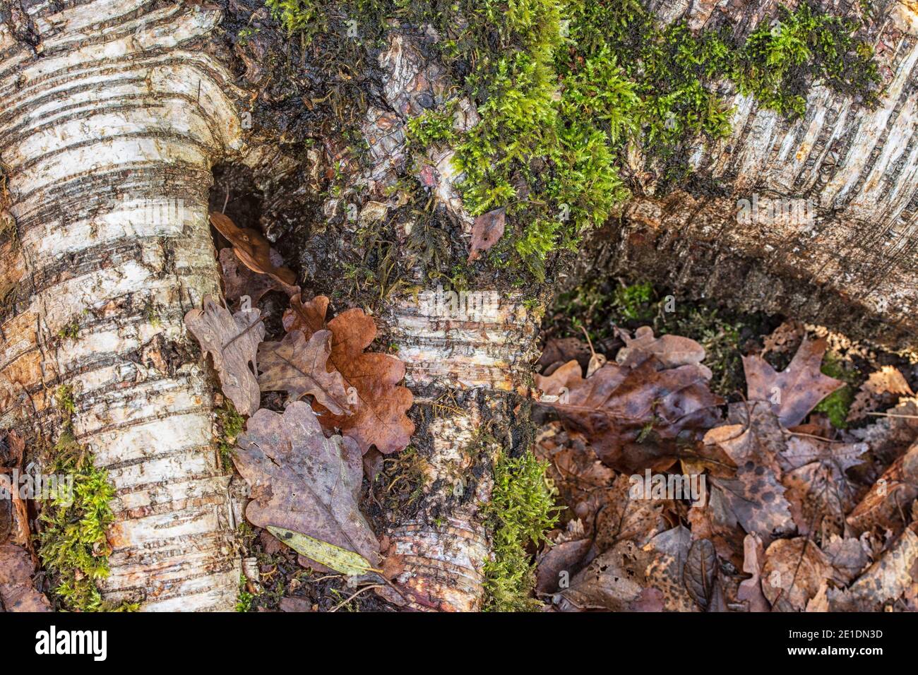 Abstract close-up patterns and textures in nature, simplifying ...