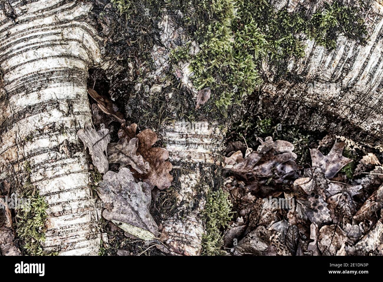 Abstract close-up patterns and textures in nature, simplifying ...