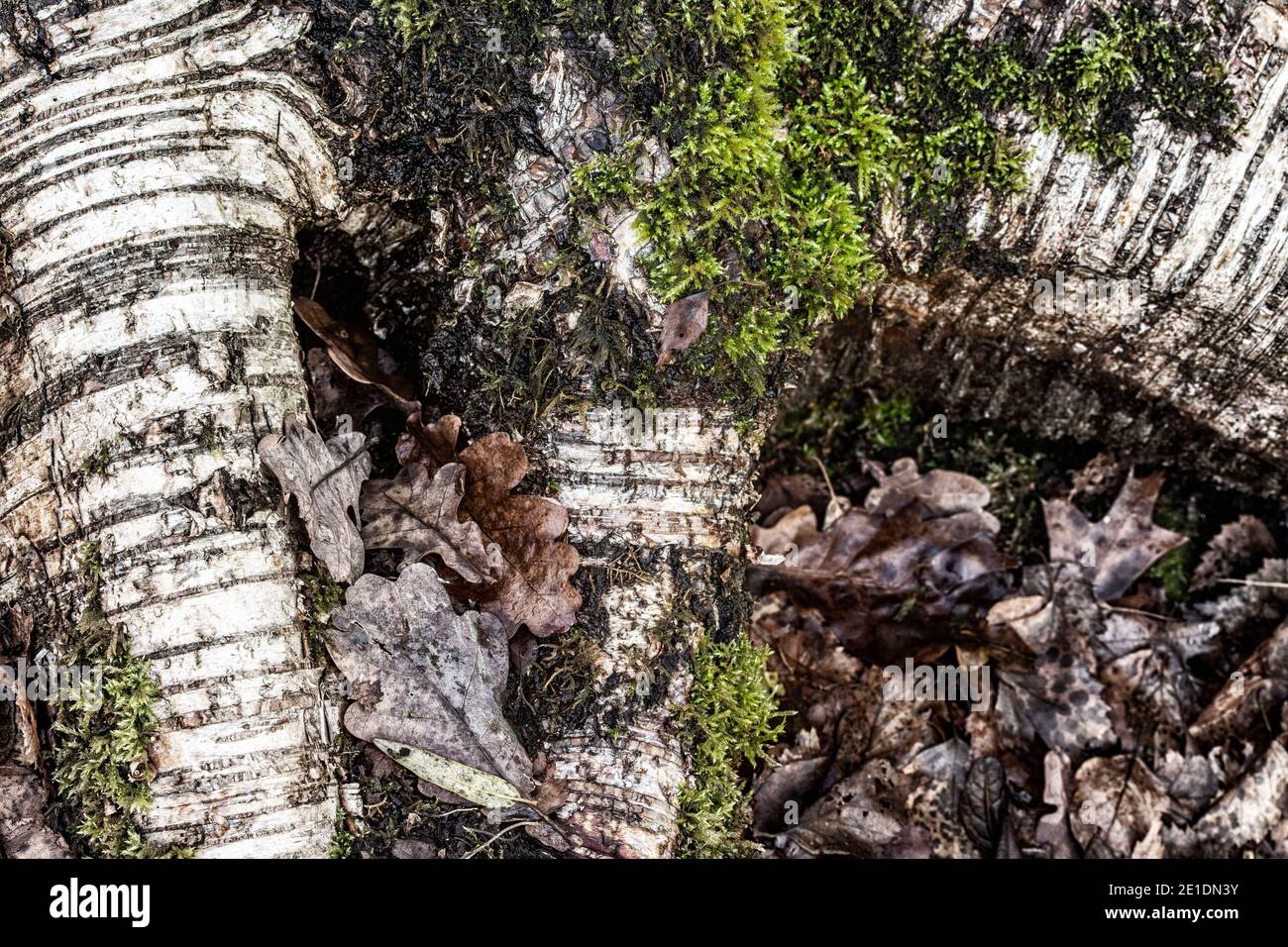 Abstract close-up patterns and textures in nature, simplifying ...