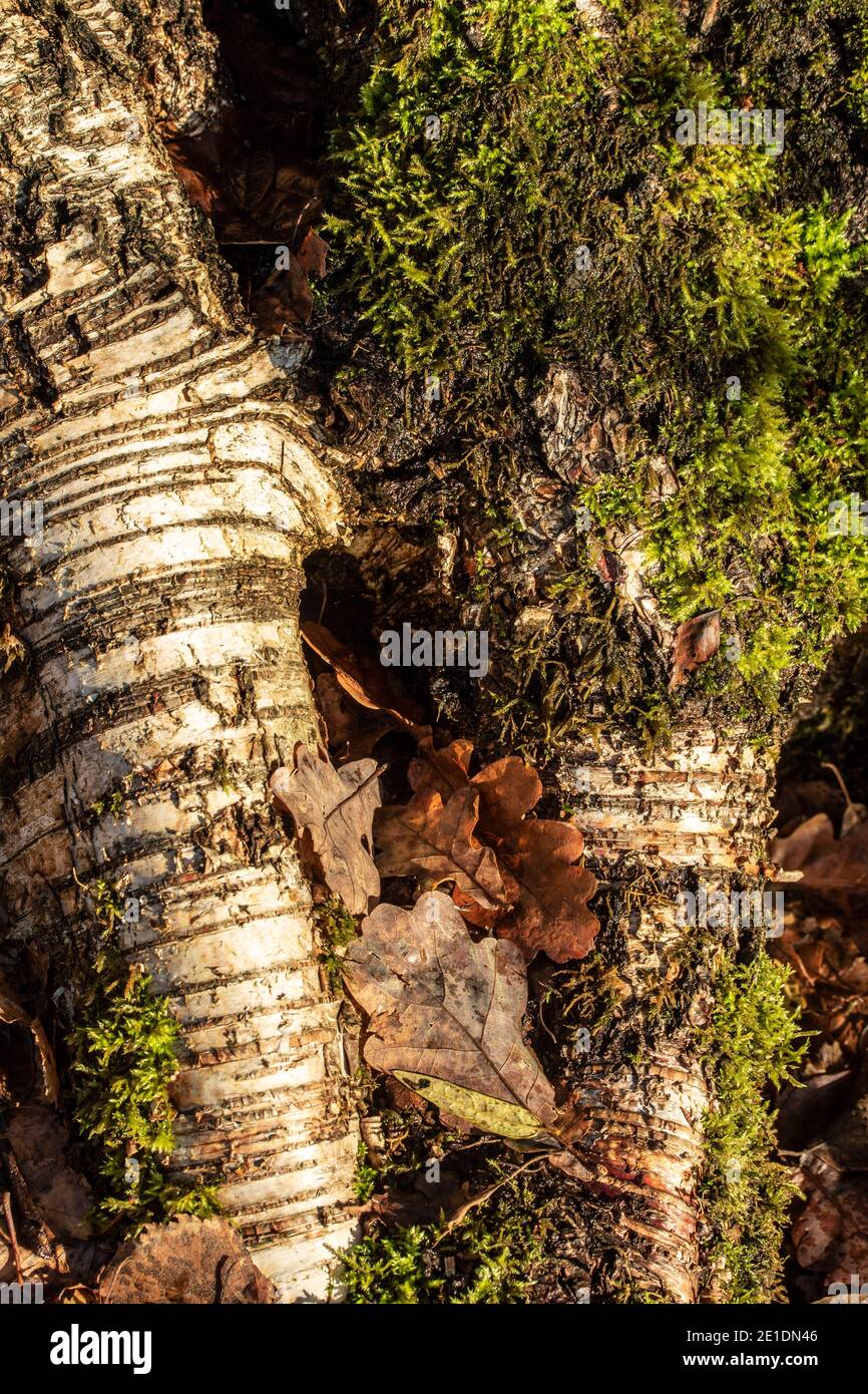 Abstract close-up patterns and textures in nature, simplifying ...