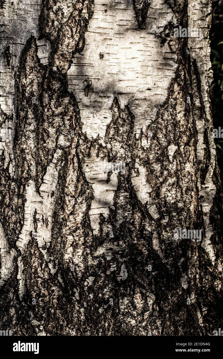 Abstract close-up patterns and textures in nature, simplifying ...