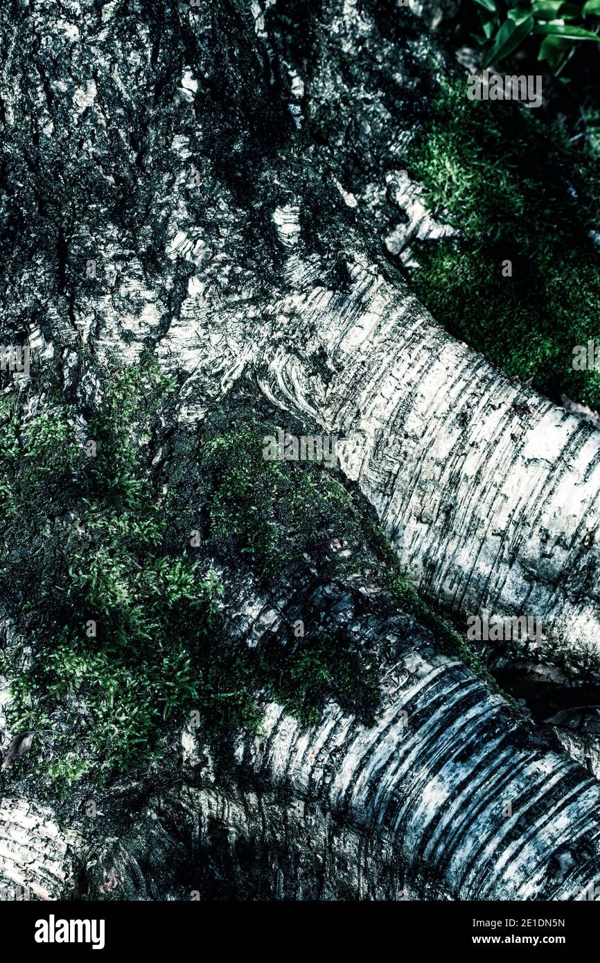 Abstract close-up patterns and textures in nature, simplifying ...