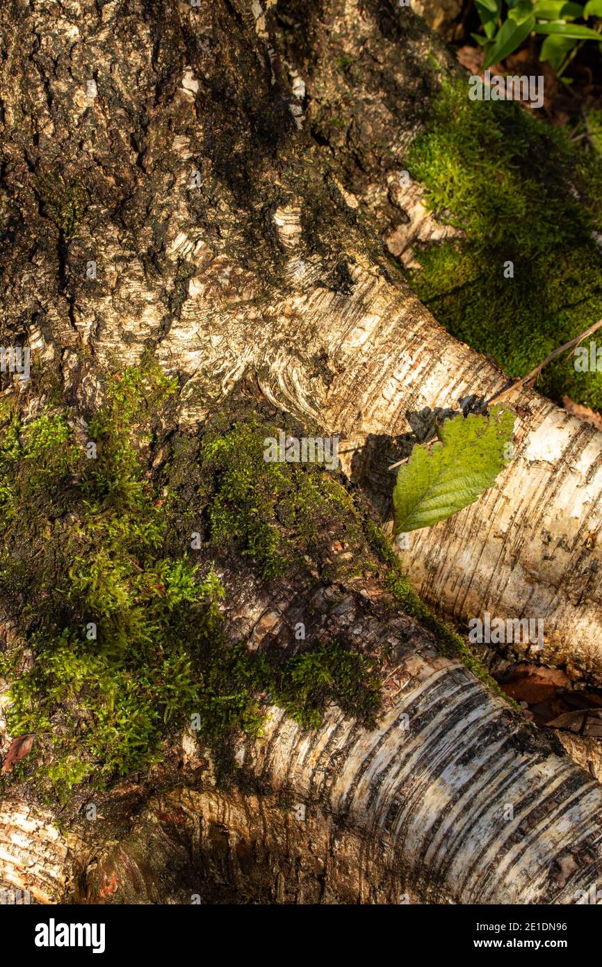 Abstract close-up patterns and textures in nature, simplifying ...