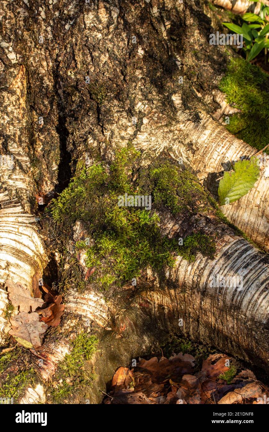 Abstract close-up patterns and textures in nature, simplifying ...