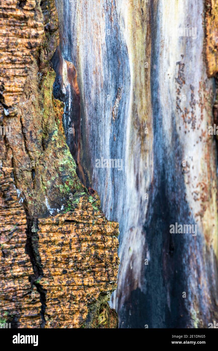 Abstract close-up patterns and textures in nature, simplifying ...