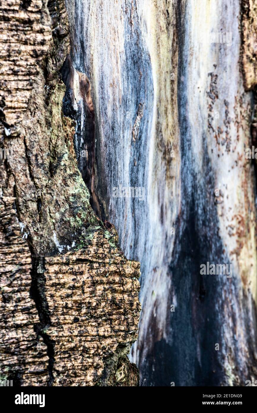 Abstract close-up patterns and textures in nature, simplifying ...