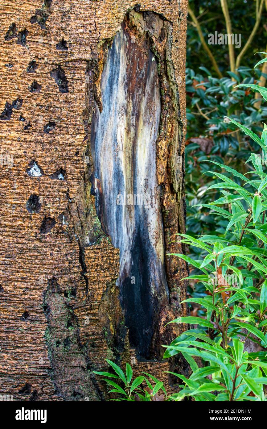 Abstract close-up patterns and textures in nature, simplifying ...