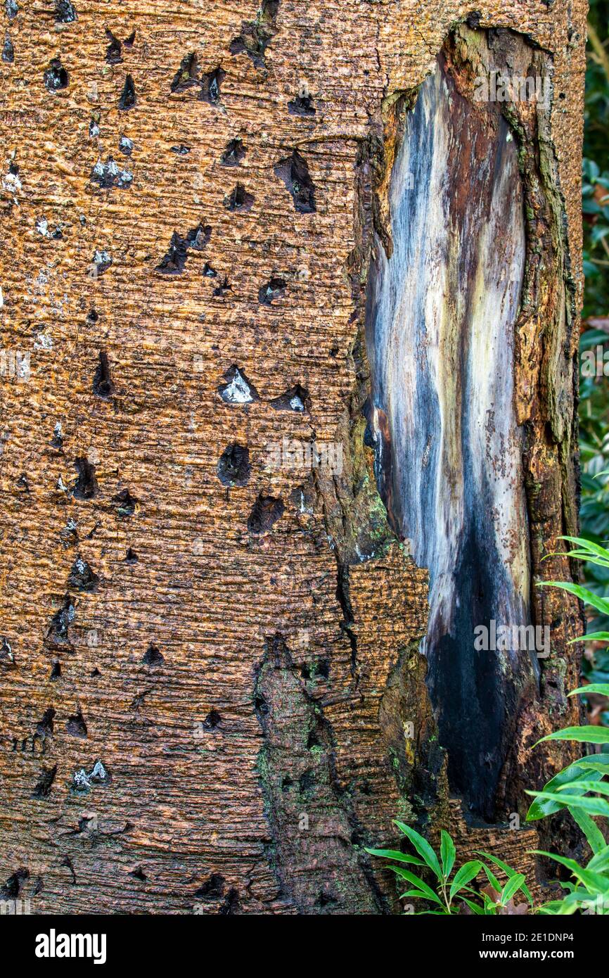 Abstract close-up patterns and textures in nature, simplifying ...