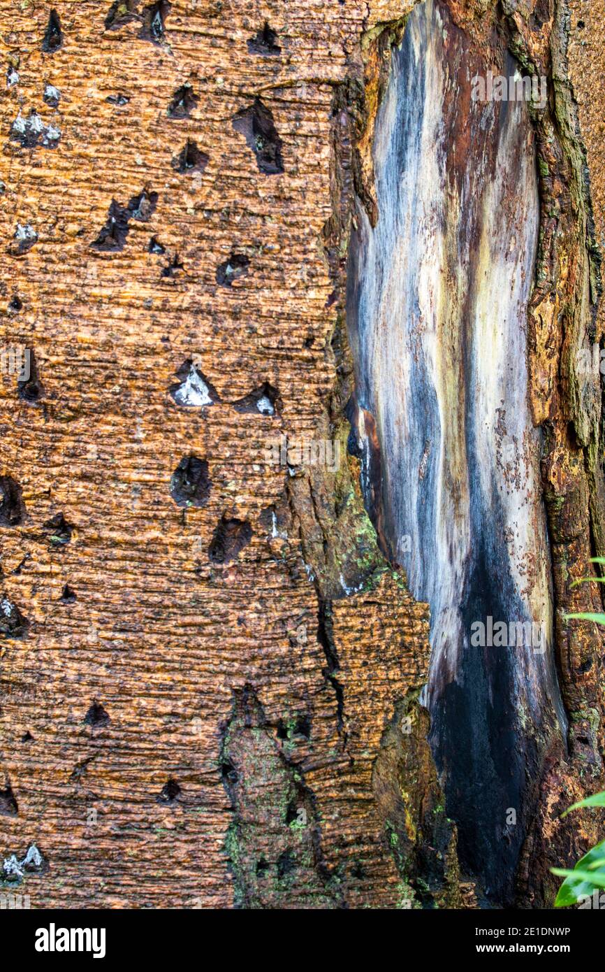 Abstract close-up patterns and textures in nature, simplifying ...