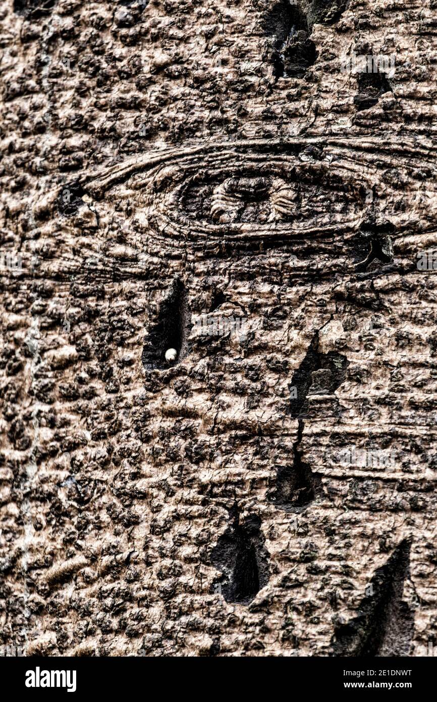 Abstract close-up patterns and textures in nature, simplifying ...