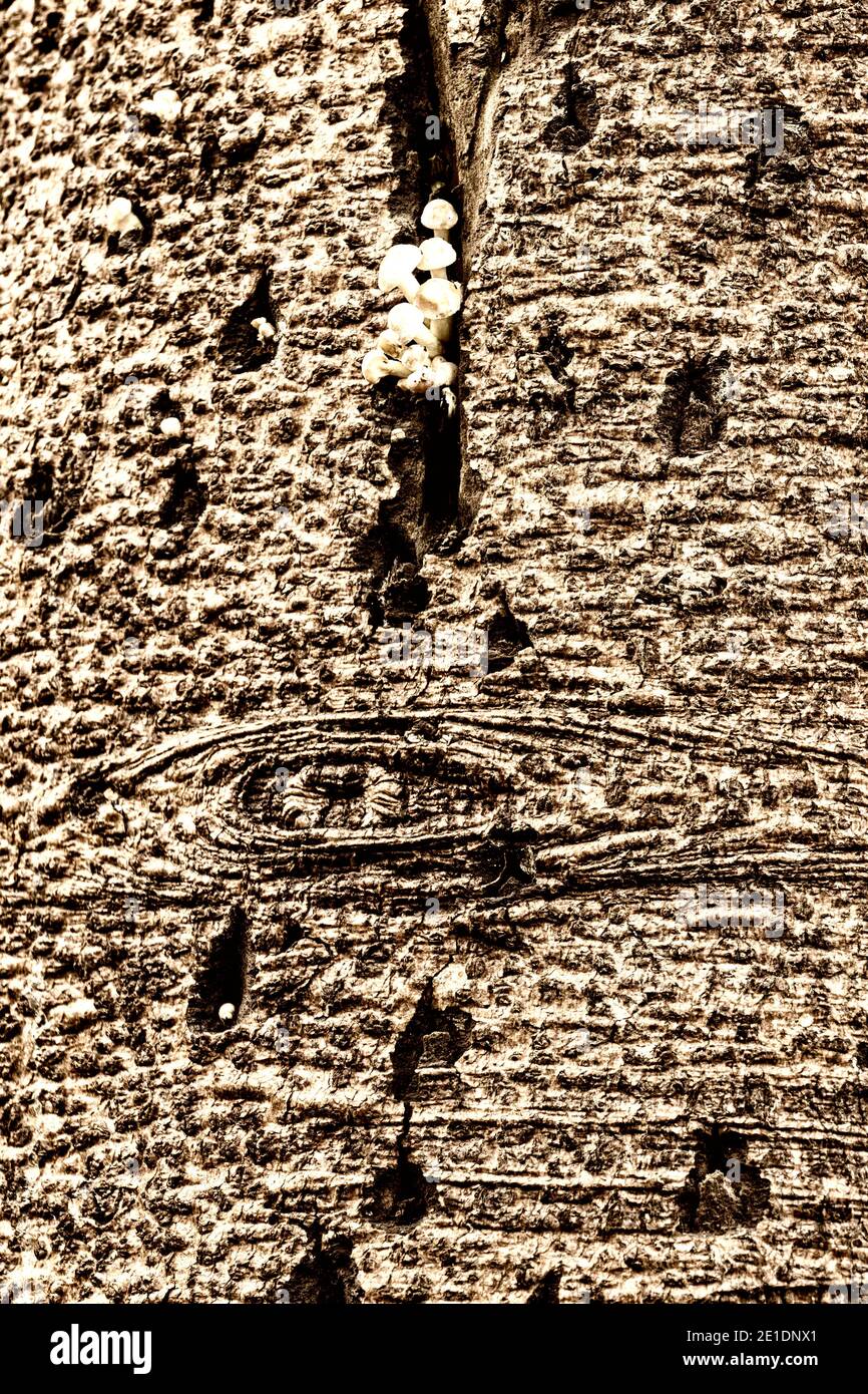 Abstract close-up patterns and textures in nature, simplifying ...