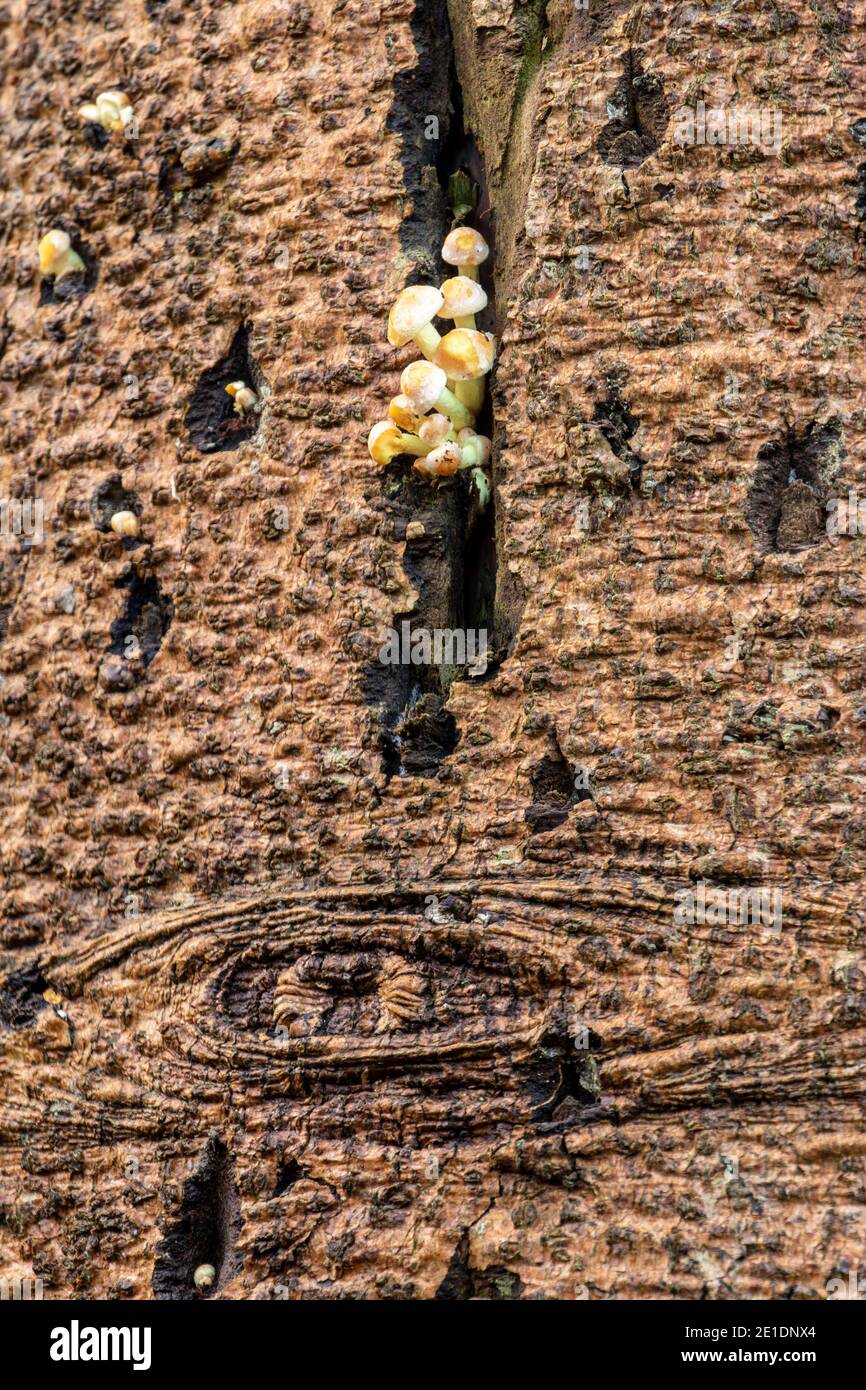 Abstract close-up patterns and textures in nature, simplifying ...