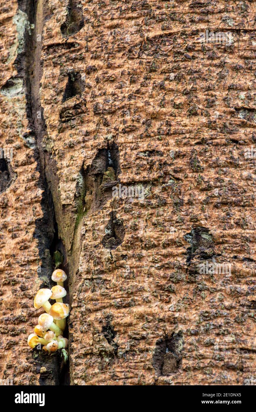 Abstract close-up patterns and textures in nature, simplifying ...