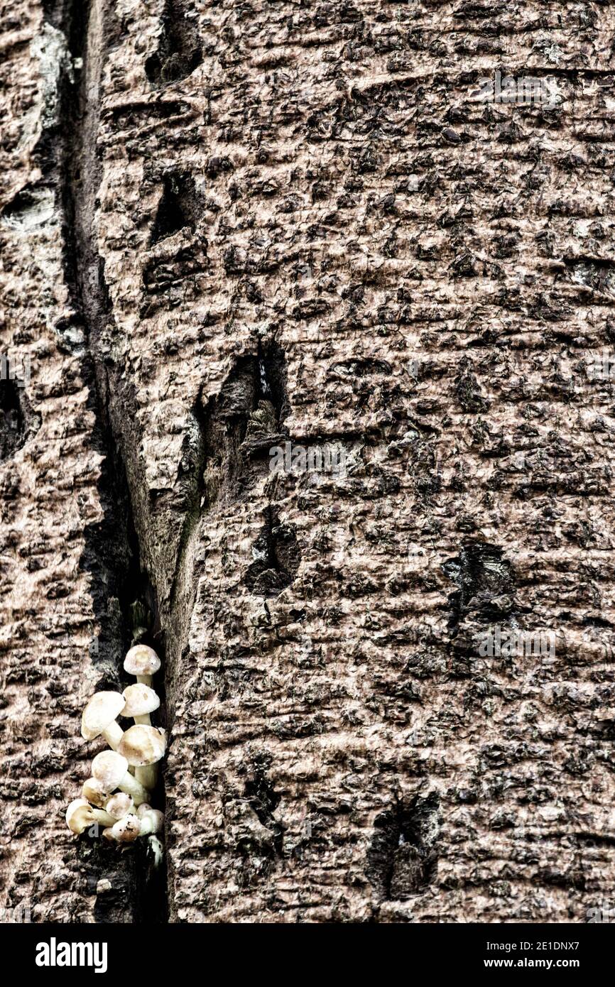 Abstract close-up patterns and textures in nature, simplifying ...