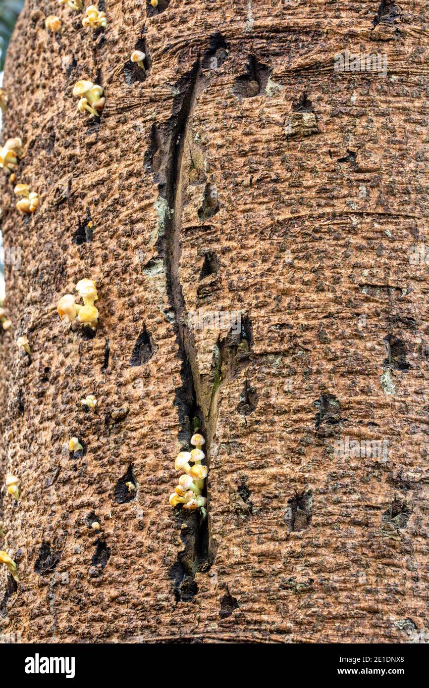 Abstract close-up patterns and textures in nature, simplifying ...