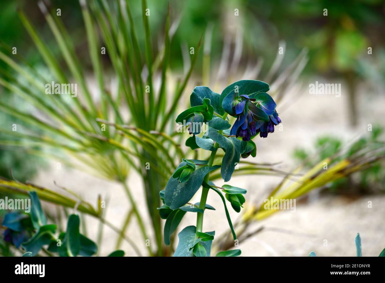 Honeywort hi-res stock photography and images - Alamy