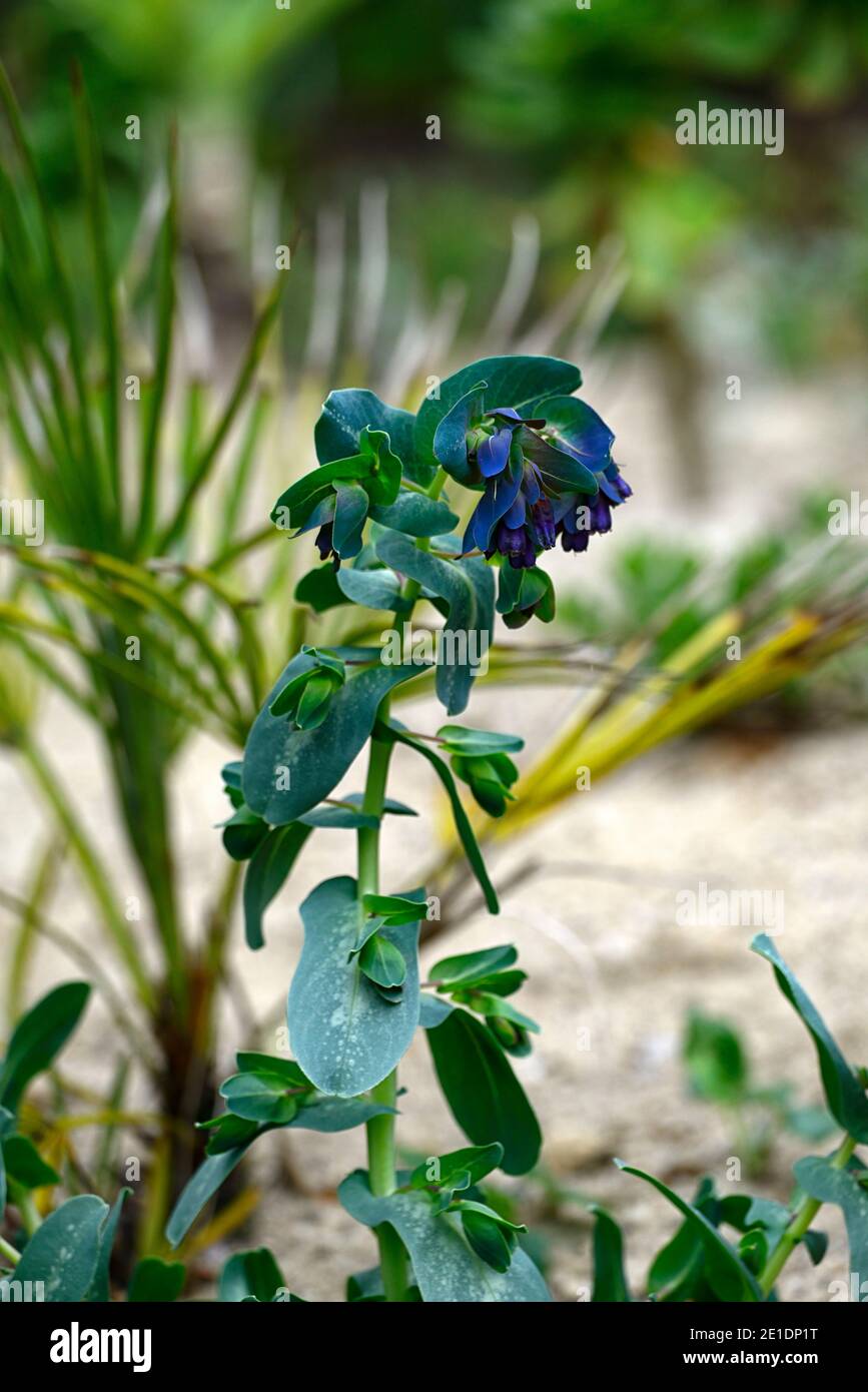 Honeywort hi-res stock photography and images - Alamy