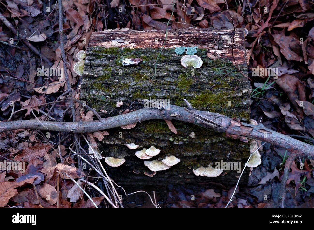 Cherry brown rot fungus hi-res stock photography and images - Alamy