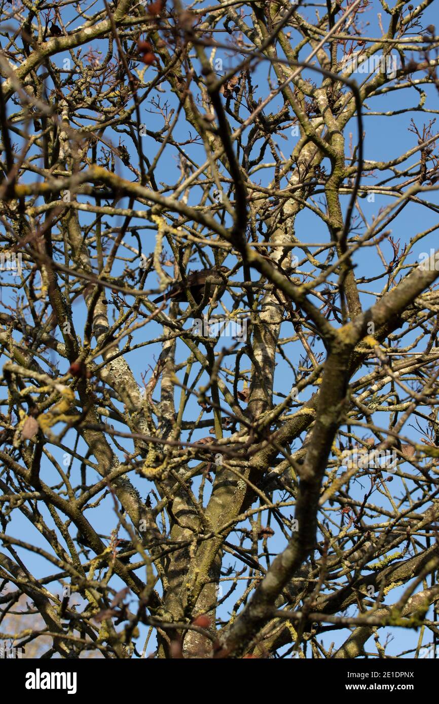 Tree architecture revealed in early winter against a plain blue sky ...