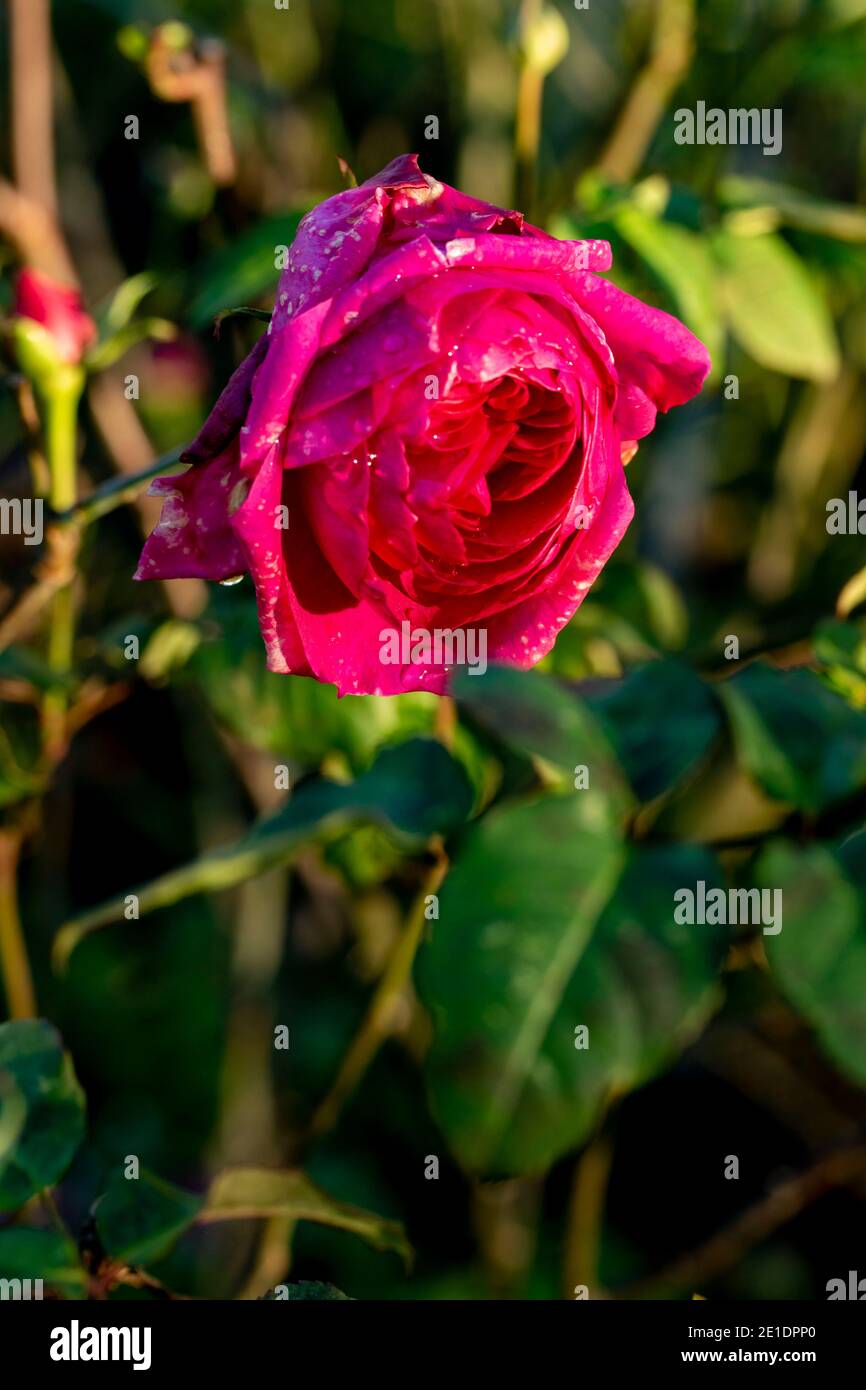 Young lycidas hi-res stock photography and images - Alamy