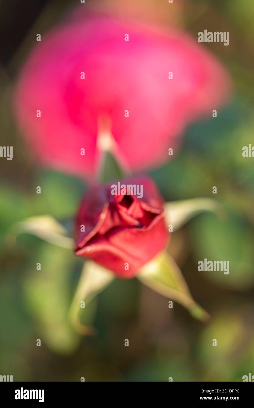 Young lycidas hi-res stock photography and images - Alamy