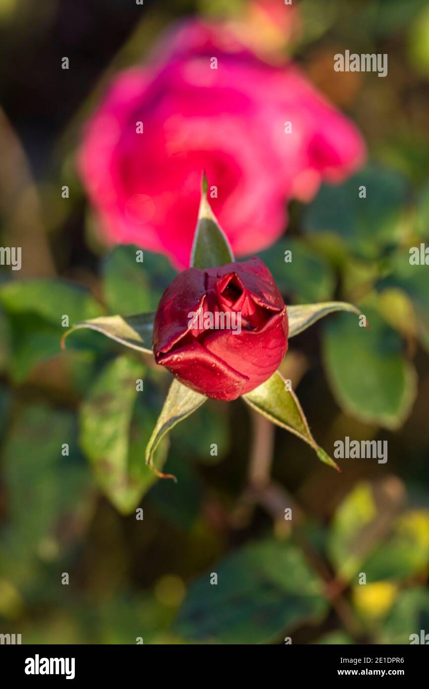 Lycidas flower hi-res stock photography and images - Alamy