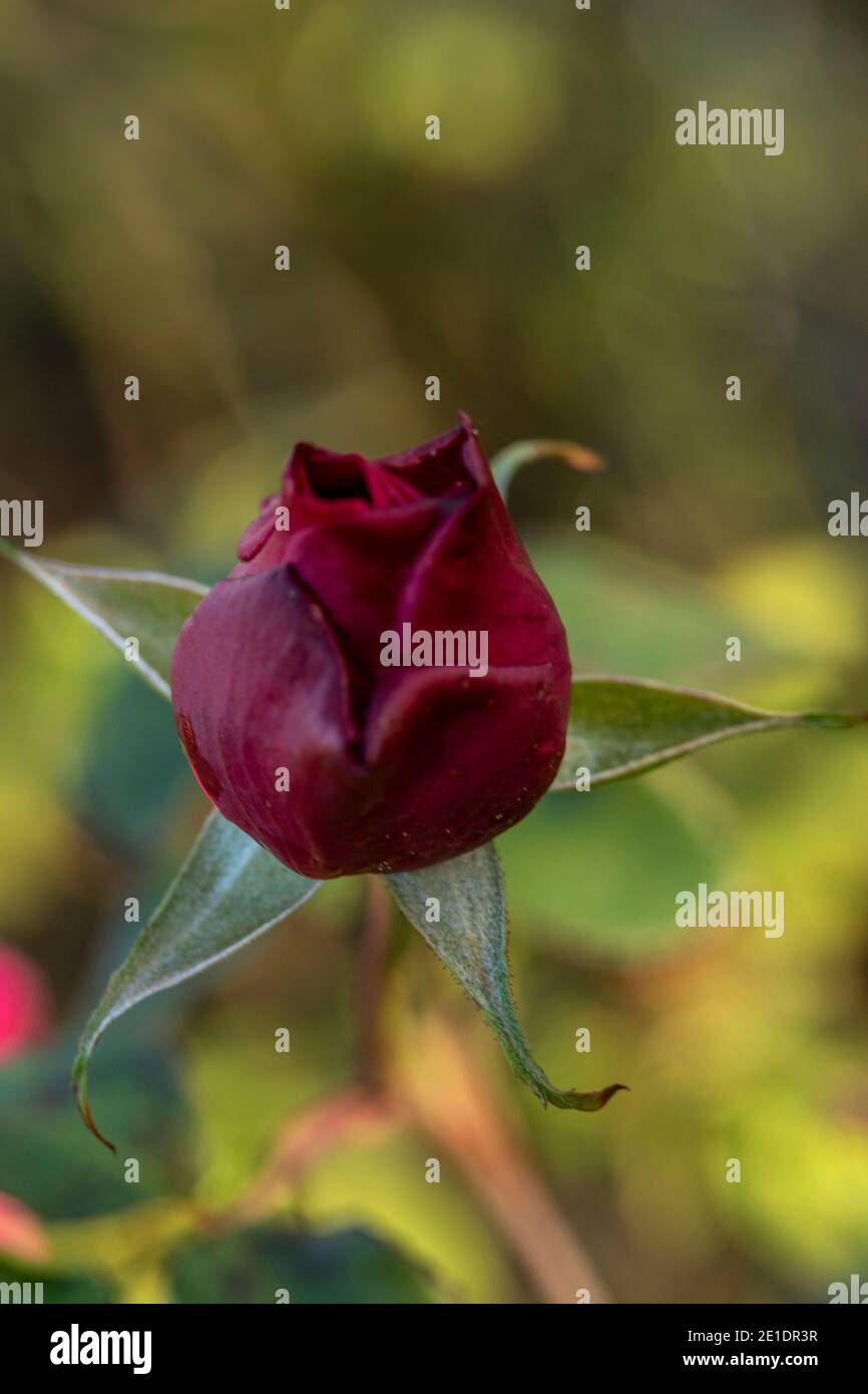 Lycidas flower hi-res stock photography and images - Alamy