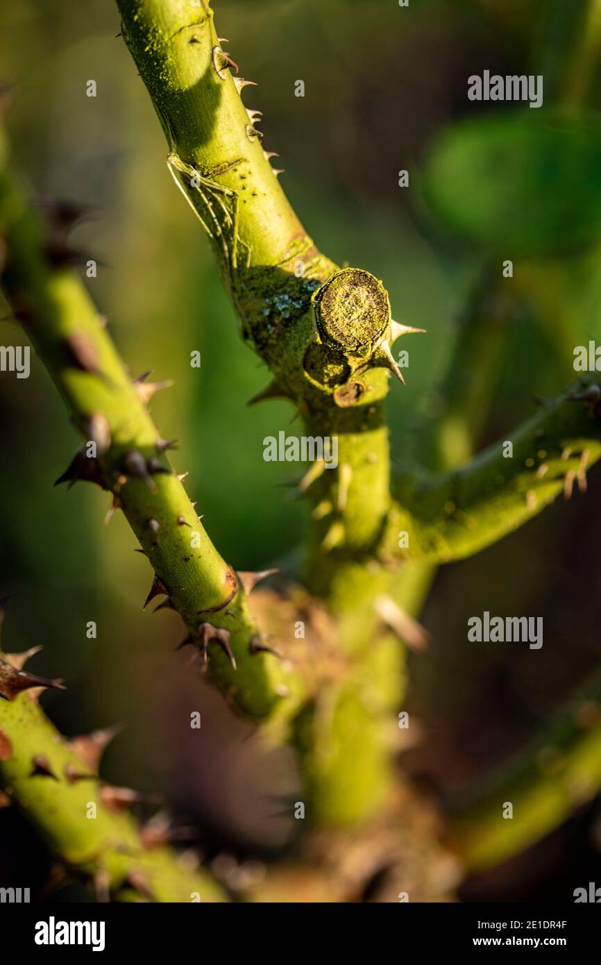 Lycidas hi-res stock photography and images - Alamy