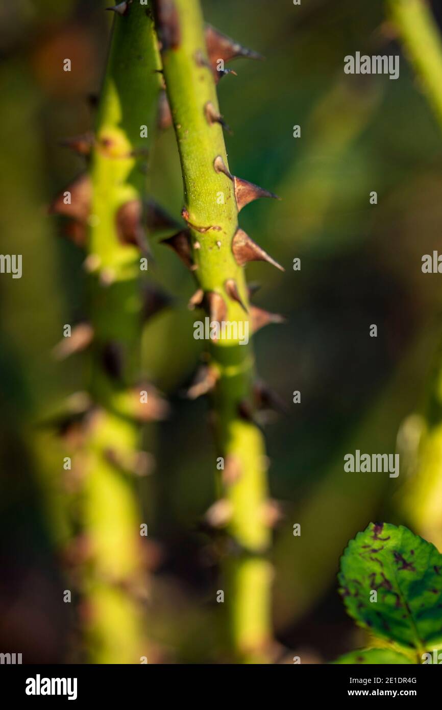 Young lycidas hi-res stock photography and images - Alamy