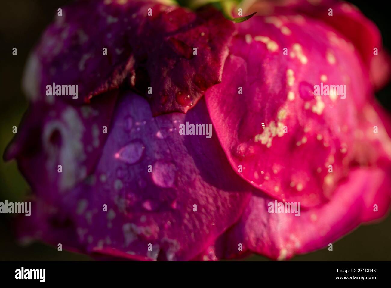 Young lycidas hi-res stock photography and images - Alamy