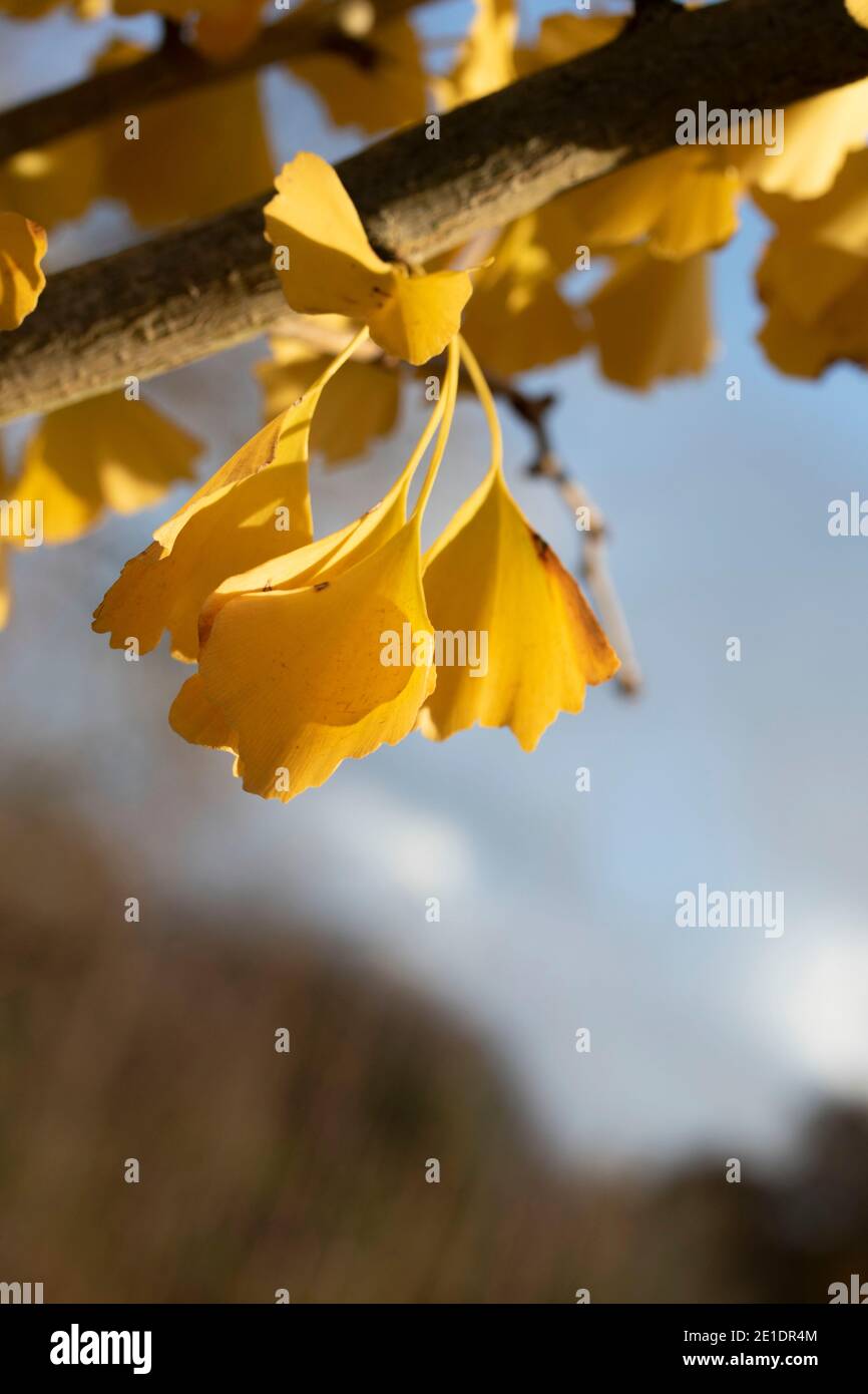 Tree ginkgo biloba princeton sentry hi-res stock photography and images ...