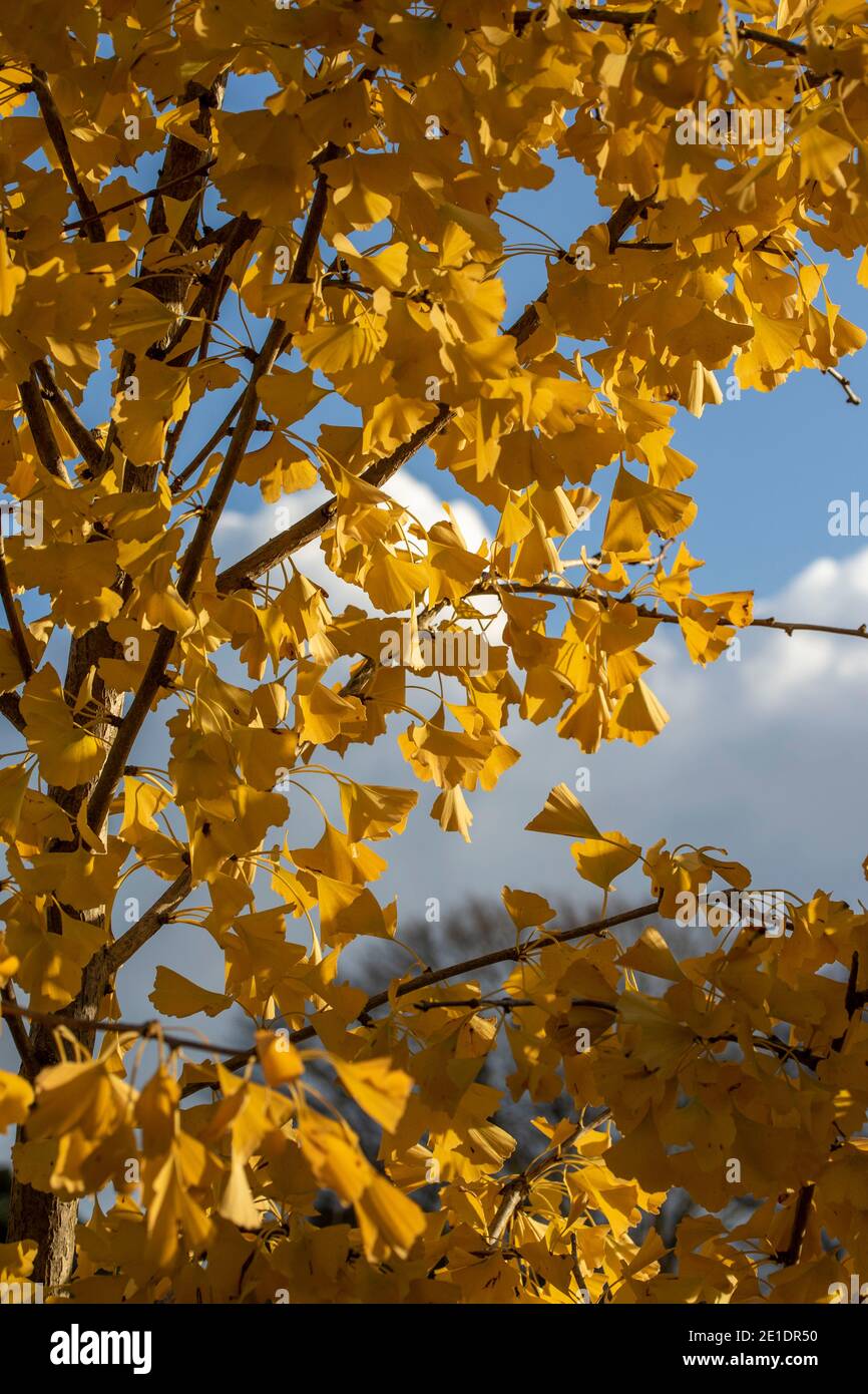 Tree ginkgo biloba princeton sentry hi-res stock photography and images ...