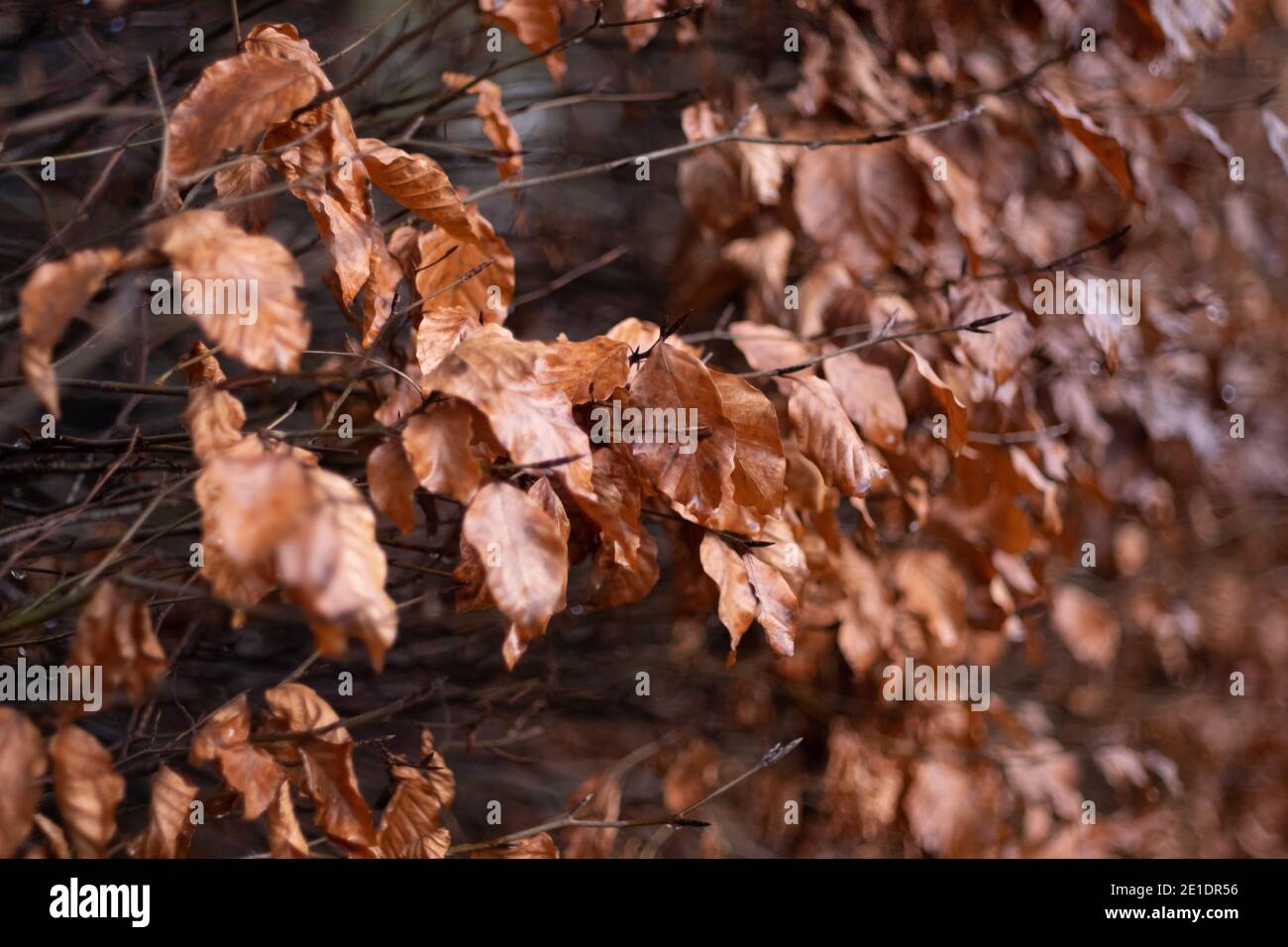 Brown leaves on hedge hi-res stock photography and images - Alamy
