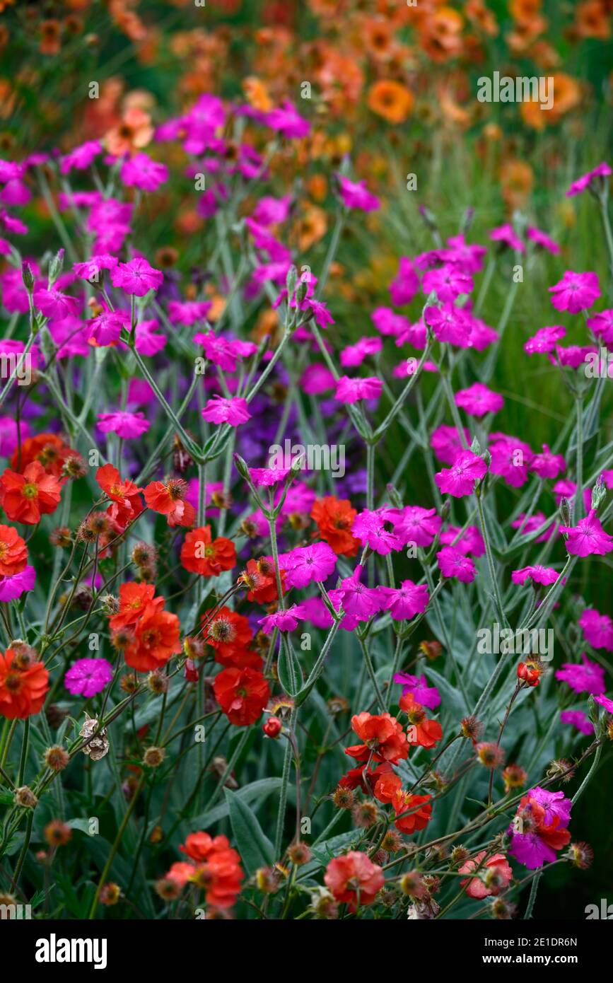 Geum Rubin,Lychnis Hill Grounds,Rose campion Hill Grounds,magenta pink ...