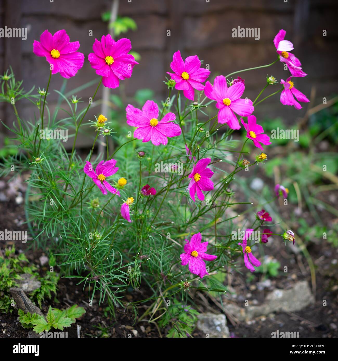 Vivid cosmos hi-res stock photography and images - Alamy
